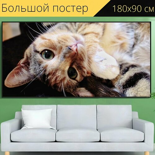 Большой постер "Кошка, полосатый, домашний питомец" 180 x 90 см. для интерьера