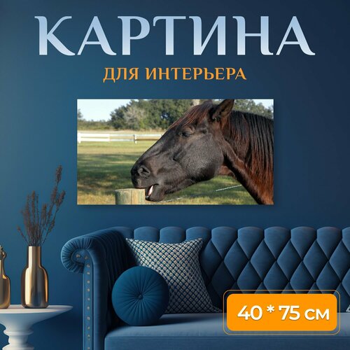 Картина на холсте "Лошадь, жевать, сообщение" на подрамнике 75х40 см. для интерьера