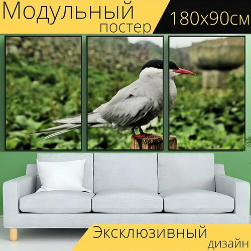 Модульный постер "Полярная крачка, птица, сидя" 180 x 90 см. для интерьера