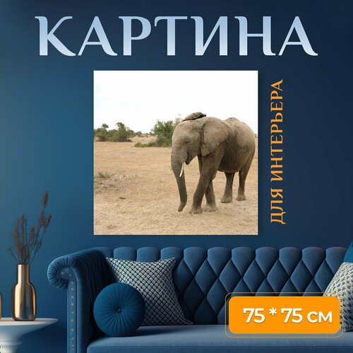 Картина на холсте "Слон, сафари, африка" на подрамнике 75х75 см. для интерьера