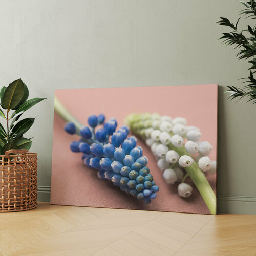 Картина на холсте (Синие и белые первоцветы Мускари, цветы, растения) 50 70 см/для интерьера/в комнату/на стену/в подарок