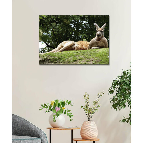Картина - кенгуру, большой кенгуру, кенгуру лежит, кенгуру на траве (17) 30х40