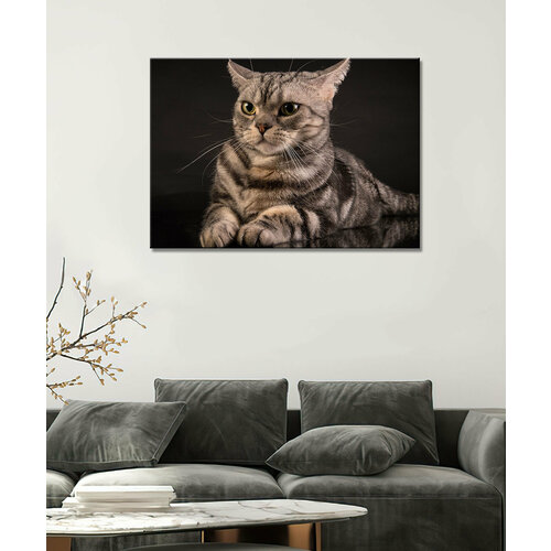 Картина - кошка, американская короткошёрстная кошка, домашняя кошка, ласковая кошка, кот (195) 50х70
