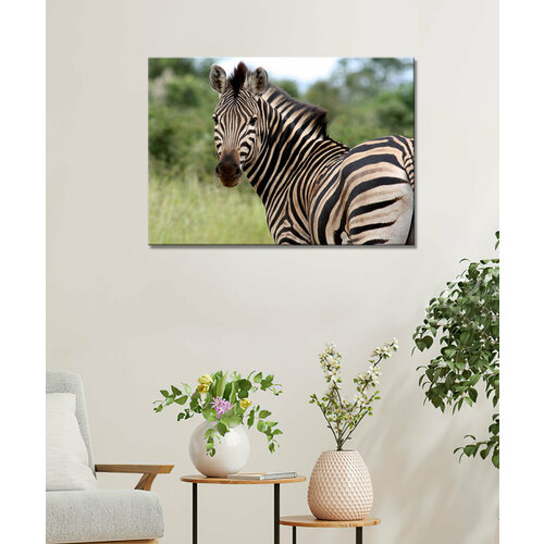 Картина - Зебра, полосатая зебра, красивая зебра, зебра в Африке (23) 40х60