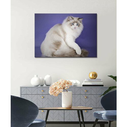Картина - кошка, рэгдолл, домашняя кошка, ласковая кошка, кот (257) 20х30