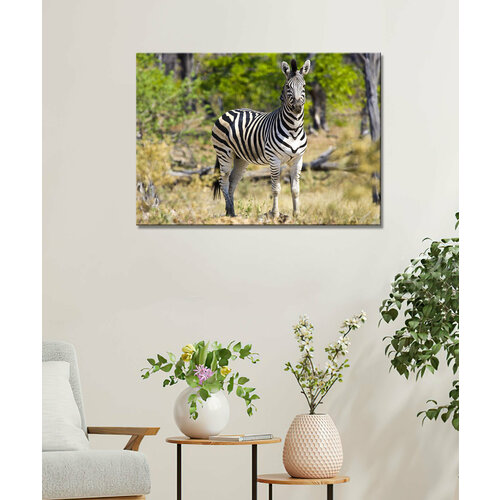 Картина - Зебра, полосатая зебра, красивая зебра, зебра в Африке (5) 40х60