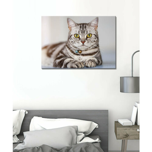 Картина - кошка, американская короткошёрстная кошка, домашняя кошка, ласковая кошка, кот (209) 40х60