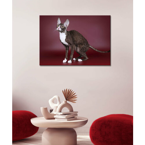 Картина - кошка, корниш-рекс, волнистая шерсть, короткошёрстная кошка, домашняя кошка, ласковая кошка, кот (145) 30х40