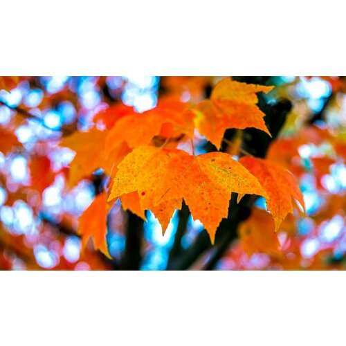 Картина на холсте 60x110 LinxOne "Листья осень клен макро" интерьерная для дома / на стену / на кухню / с подрамником