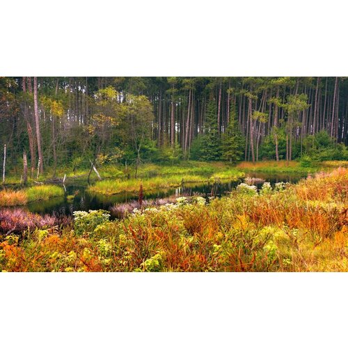 Картина на холсте 60x110 Альянс Лес "Осень трава заросли ручей" на подрамнике / интерьер/ декор