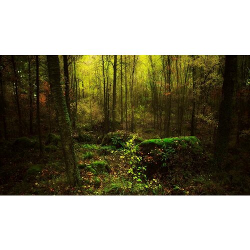 Картина на холсте 60x110 Альянс Лес "Листья чащоба осень лес мох" на подрамнике / интерьер/ декор