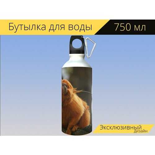 Бутылка фляга для воды "Обезьяна, тамарин, зоопарк" 750 мл. с карабином и принтом