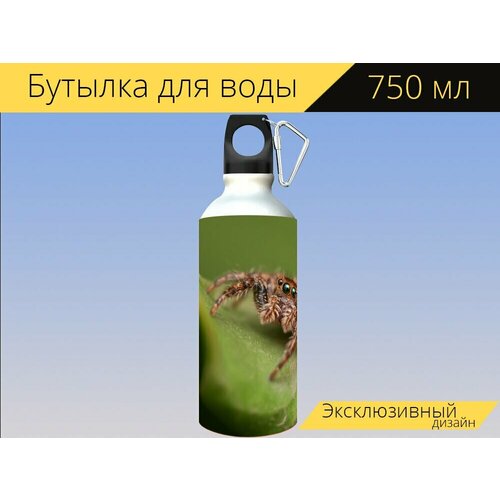 Бутылка фляга для воды "Пауки, паук, насекомое" 750 мл. с карабином и принтом