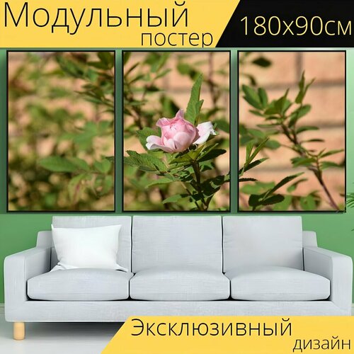 Модульный постер "Роза, кустарник, цветок" 180 x 90 см. для интерьера