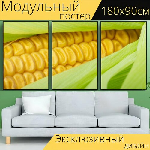 Модульный постер "Крупный план, початок, кукуруза" 180 x 90 см. для интерьера