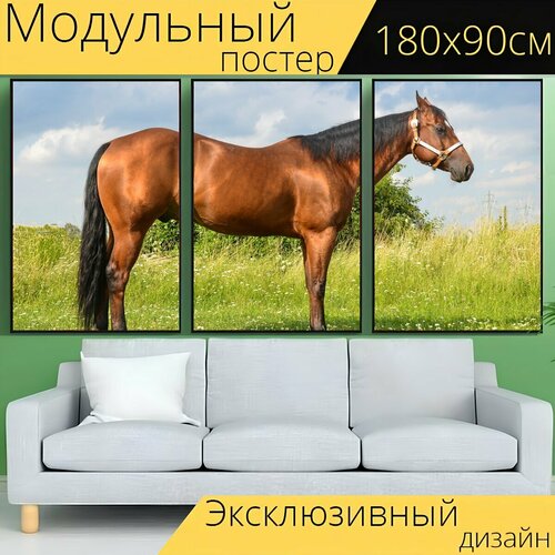 Модульный постер "Квотер, лошадь, пастбище" 180 x 90 см. для интерьера