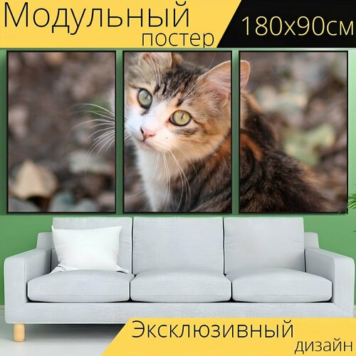 Модульный постер "Кот, кошачий, цветной" 180 x 90 см. для интерьера