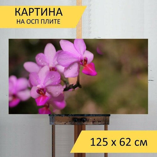 Картина на ОСП 125х62 см. "Орхидея, орхидеи, цветок" горизонтальная, для интерьера, с креплениями