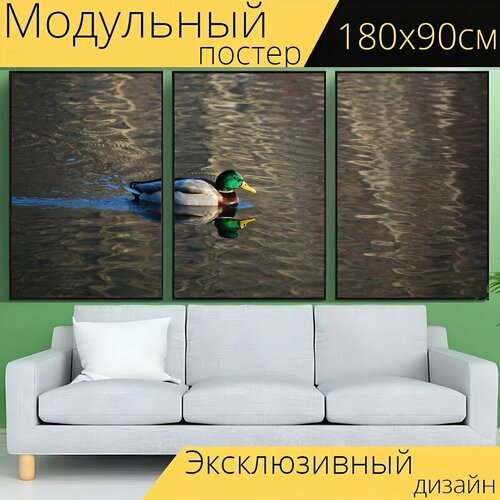 Модульный постер "Утка, водоплавающая птица, озеро" 180 x 90 см. для интерьера