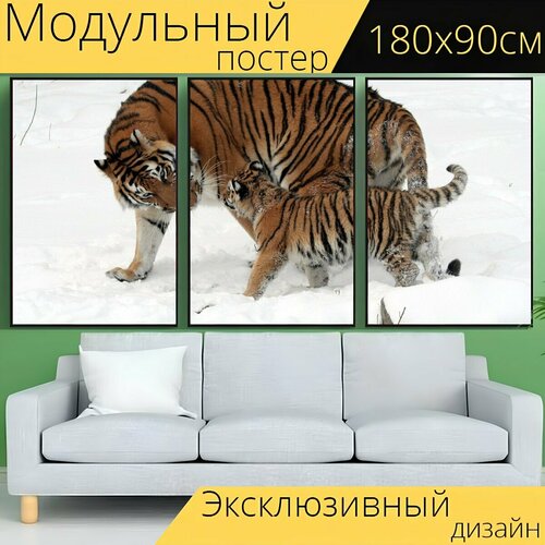 Модульный постер "Тигры, детеныш, тигренок" 180 x 90 см. для интерьера