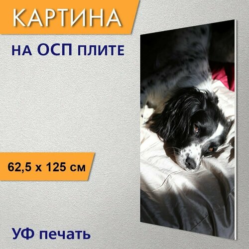 Вертикальная картина на ОСП "Спрингер спаниель, расслабленный, собака" 62x125 см. для интерьериа