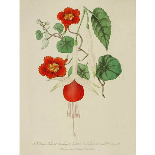 Плакат, постер на бумаге Fuchsia Queen Victoria, Tropaeolum Lobbianum/искусство/арт/абстракция/творчество. Размер 60 х 84 см