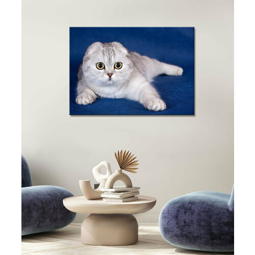 Картина - кошка, шотландская вислоухая кошка, домашняя кошка, ласковая кошка, кот (248) 20х30