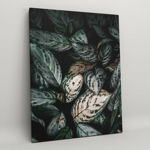 Картина на холсте (интерьерный постер) "Аглонема" цветы и растения, с деревянным подрамником, размер 30х40 см