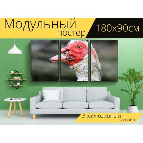 Модульный постер "Индоутка, утка, птица" 180 x 90 см. для интерьера