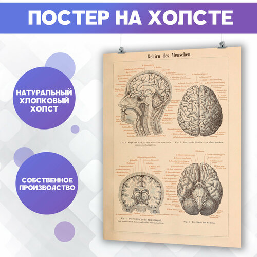 Постер анатомия, строение головного мозга (1) 30х40 см