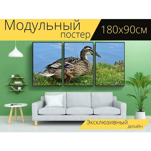 Модульный постер "Кряква, утка, птица" 180 x 90 см. для интерьера