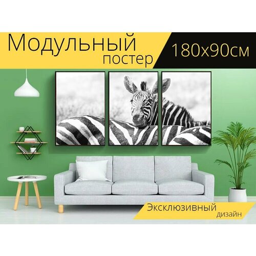 Модульный постер "Зебра, дикая природа, африка" 180 x 90 см. для интерьера