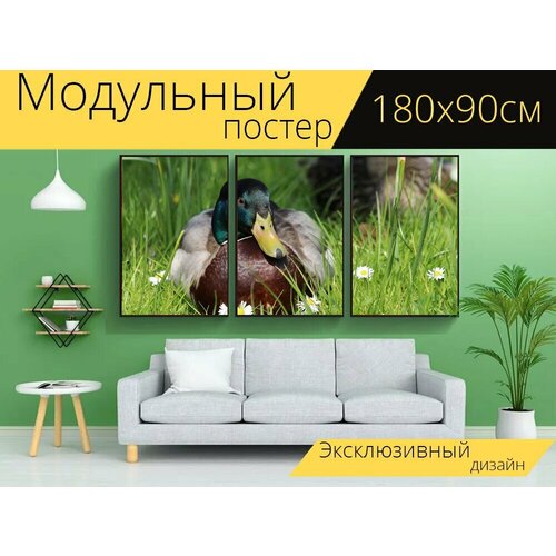 Модульный постер "Селезень, утка, кряква" 180 x 90 см. для интерьера