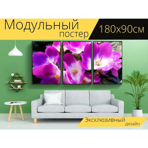 Модульный постер "Цвести, домашнее растение, узамбарская фиалка" 180 x 90 см. для интерьера