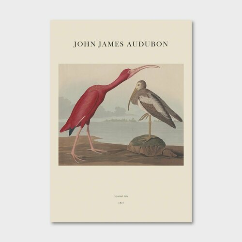 Постер для интерьера Postermarkt, J.J.Audubon №4, 50х70 см