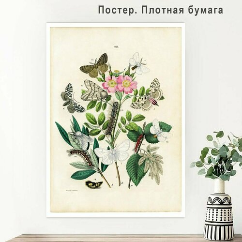 Постер, плакат Бабочки белые, цветы, растения рисунок из иллюстрации 40х60см