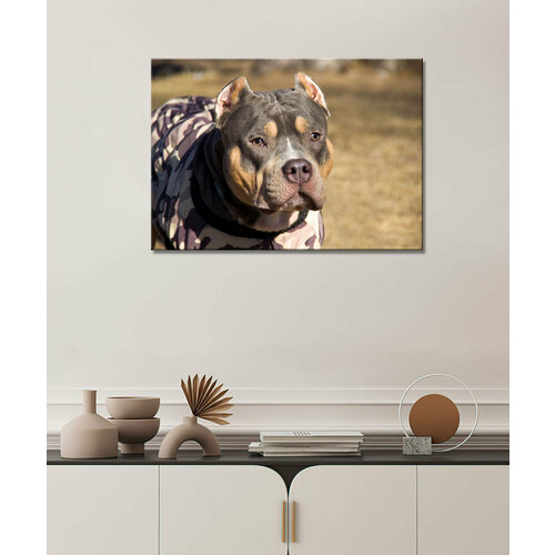 Картина - Американский булли, булли, порода собак булли, бульдог булли (7) 40х60