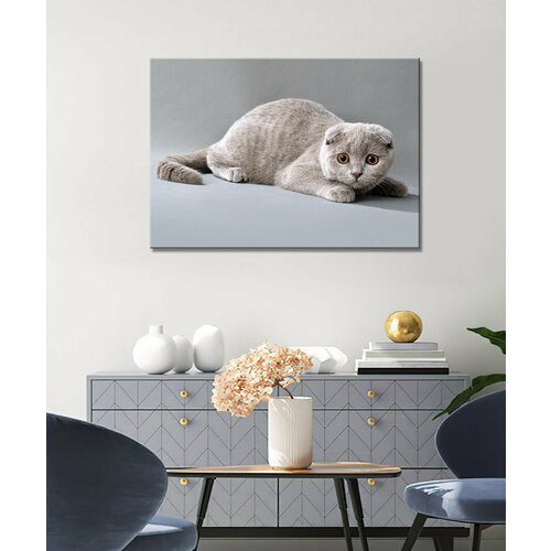 Картина - кошка, шотландская вислоухая кошка, домашняя кошка, ласковая кошка, кот (231) 20х30