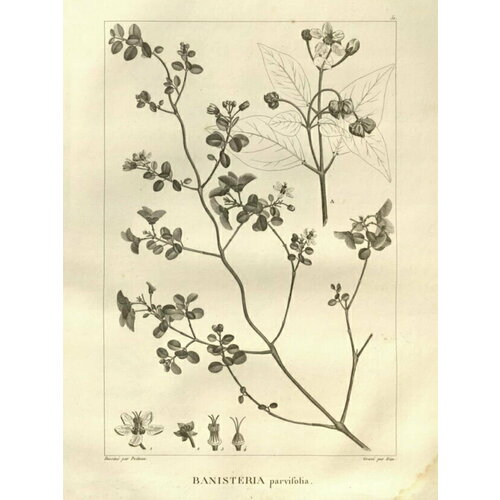 Плакат, постер на холсте Banisteria parvifolia/Банистериопсис каапи/искусство/арт/абстракция/творчество. Размер 42 х 60 см
