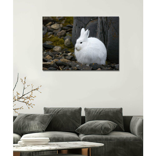 Картина - Заяц, зайцы, зайчонок, зайка, ушастый заяц, пушистый заяц, заяц беляк (2) 30х40