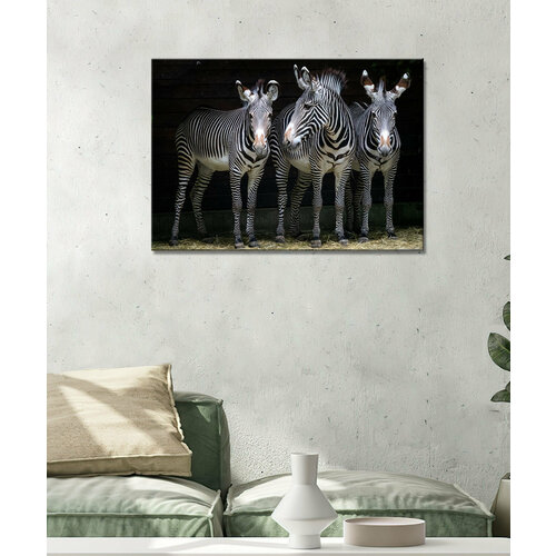 Картина - Зебры, полосатая зебра, красивая зебра (38) 40х60