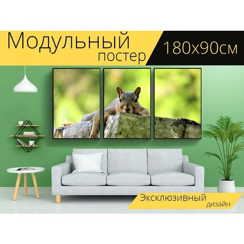 Модульный постер "Белка, милый, коричневый и серый" 180 x 90 см. для интерьера
