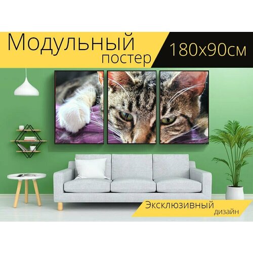 Модульный постер "Кошка, кошачий, домашний питомец" 180 x 90 см. для интерьера