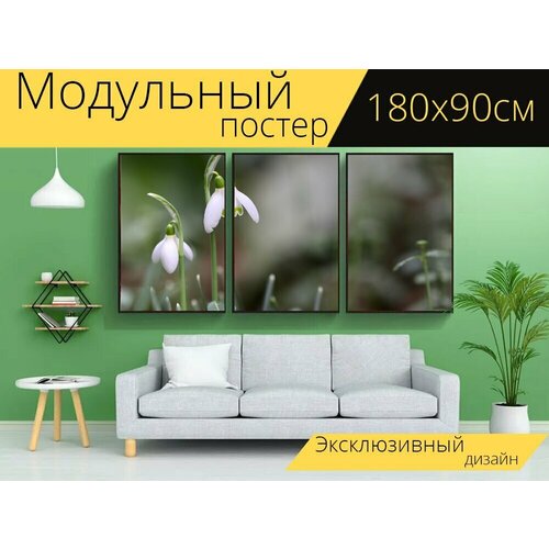 Модульный постер "Подснежник, galanthus, белые цветки" 180 x 90 см. для интерьера
