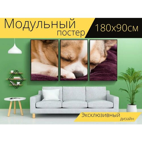 Модульный постер "Чихуахуа, собака, собачий" 180 x 90 см. для интерьера