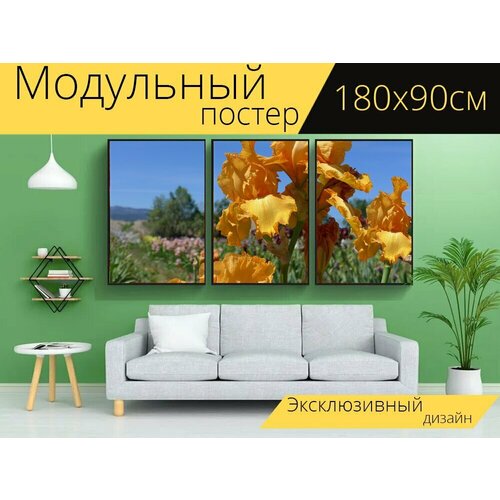 Модульный постер "Желтый ирис, цветок, ирис" 180 x 90 см. для интерьера