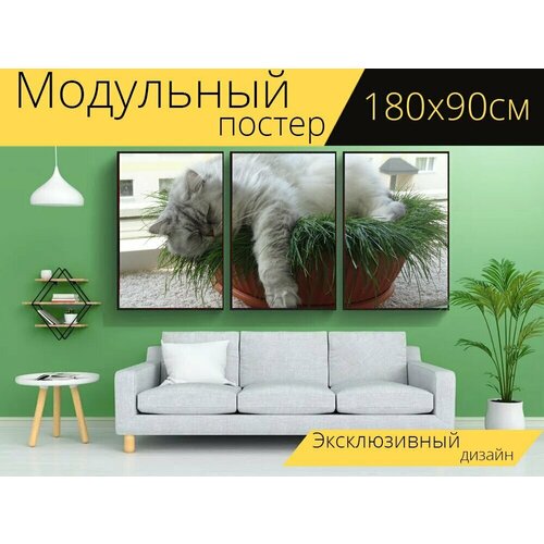 Модульный постер "Кот, домашняя кошка, британский длинношерстный кот" 180 x 90 см. для интерьера