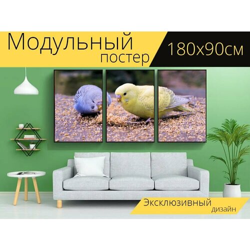 Модульный постер "Волнистый попугайчик, птица, животное" 180 x 90 см. для интерьера