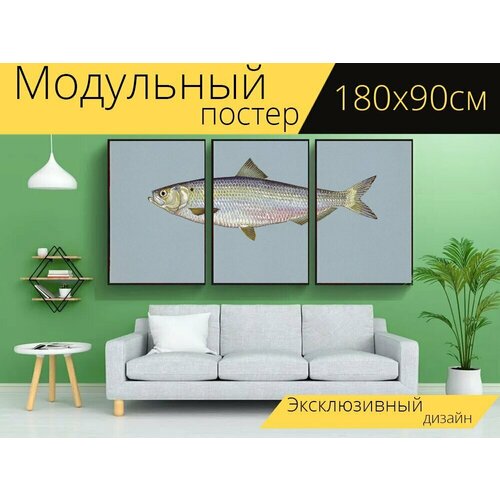 Модульный постер "Сельдь, рыбы, блюбэк" 180 x 90 см. для интерьера