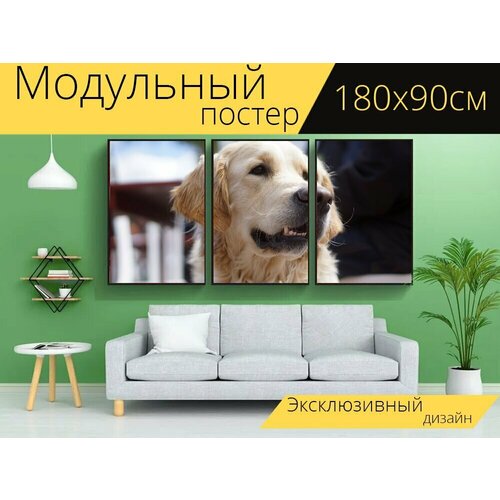 Модульный постер "Собака, ретривер, золотистый ретривер" 180 x 90 см. для интерьера
